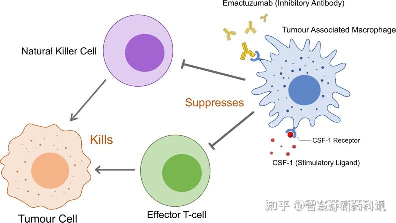 调节肿瘤免疫抑制，新一代CSF-1R抑制剂在癌症治疗中疗效可喜！ - 知乎