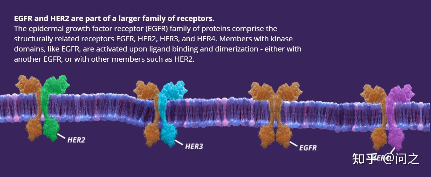 Cancer Discov | 综述：靶向NSCLC中的EGFR 20ins突变——药物研发最新进展和临床数据 - 知乎