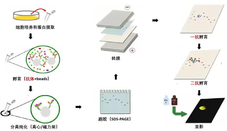 一文读懂 | IP-WB的实验流程和结果解析 - 知乎