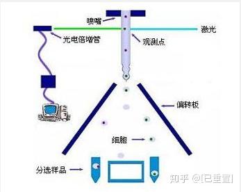 TBNK检测 筑起身体的第一道防线 - 知乎