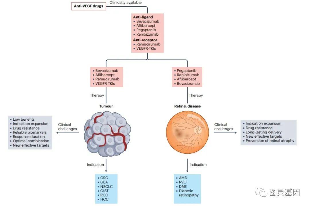 曹义海院士：肿瘤和眼科学中使用抗血管生成药物（AADs）的成功及挑战 - 知乎