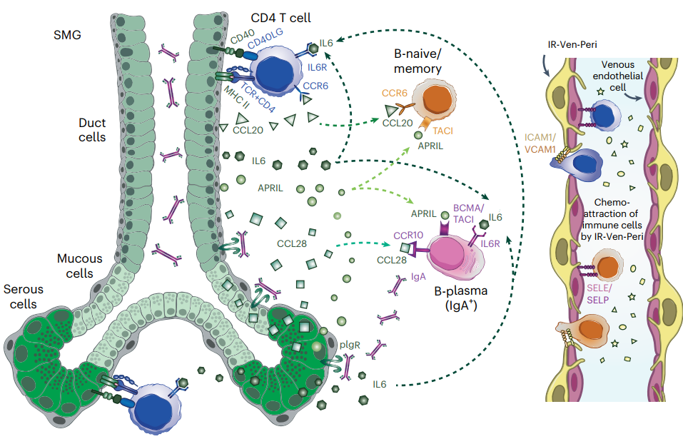 Nature Genetics｜全面的人类肺细胞空间图谱，首次揭示腺体相关的免疫生态位 - 知乎
