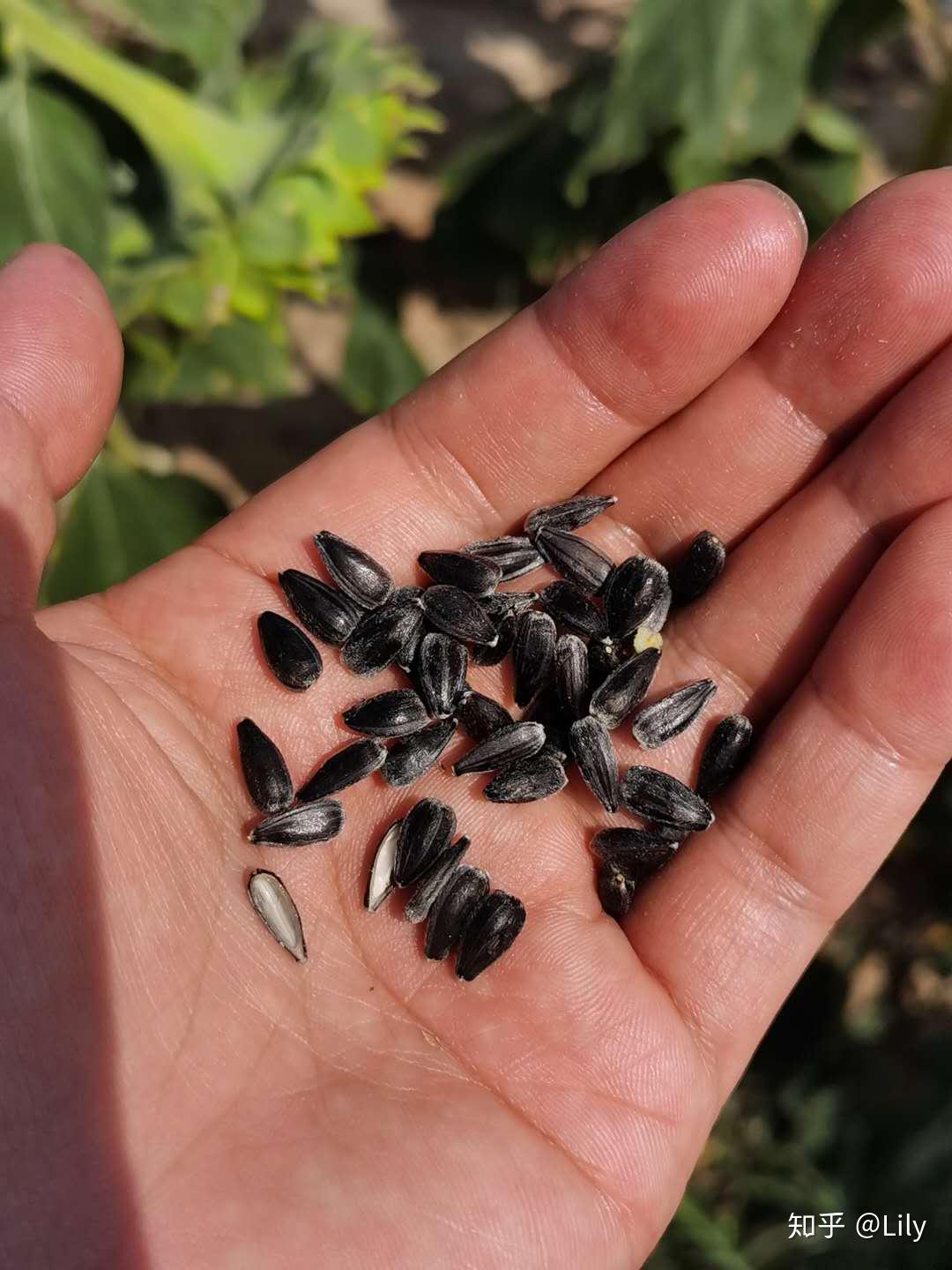 为什么历史上总是小人得志？ - 知乎