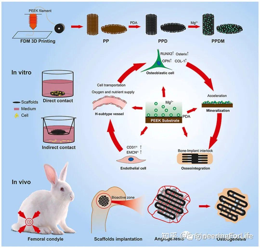 Bioactive Materials：3D打印表面活化镁离子的多孔聚醚醚酮支架 - 知乎