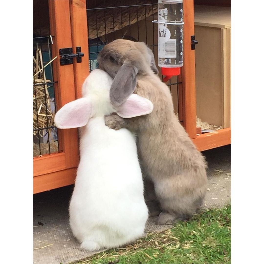 兔子多大可以怀孕 / 交配呢？ - 知乎