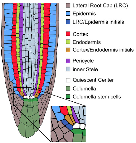 初探植物的根再生 - 知乎