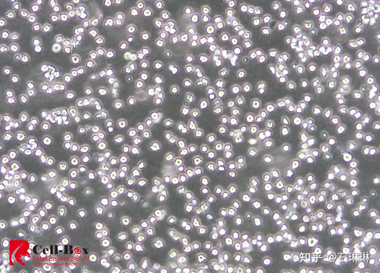 THP-1细胞培养要点 - 知乎