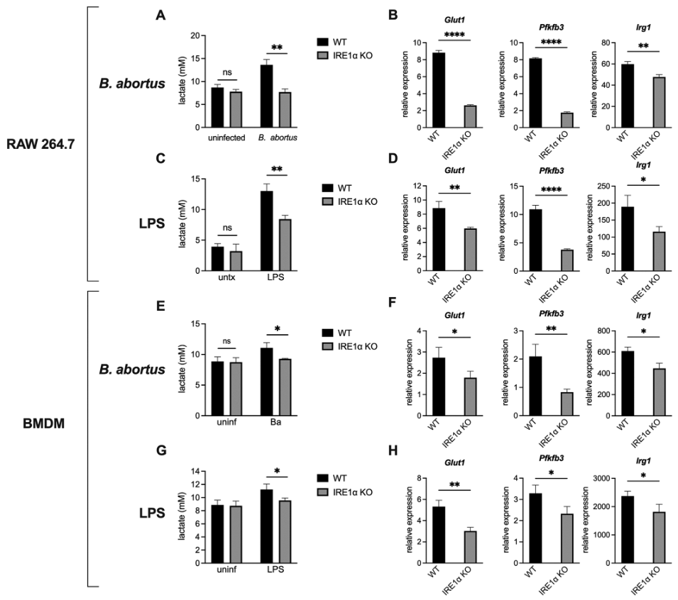 美国微生物协会mBio丨IRE1α-XBP1 信号轴促进糖酵解重编程以响应炎症刺激 - 知乎