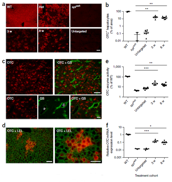 AAV在肝脏组织中的应用 - 知乎
