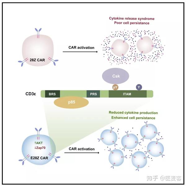 突破传统CAR的创新设计，为下一代CAR-T治疗提供新思路丨医麦黑科技 - 知乎