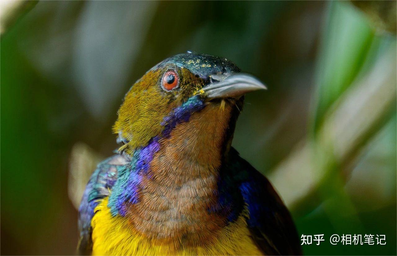不到4万元!适马300 600mm F4生态拍摄体验 知乎