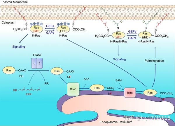 胆固醇代谢与小G蛋白的异戊二烯化修饰 - 知乎