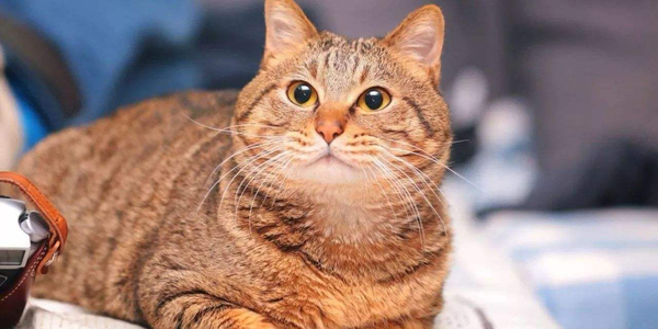 你知道猫咪几岁会步入老年吗?养老年猫需要注意什么?饮食最需要注重! 知乎