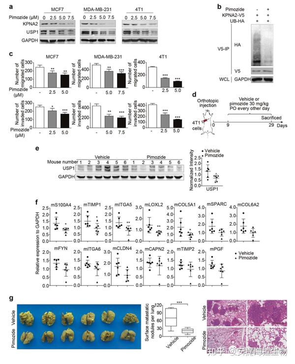 去泛素酶USP1的抑制使KPNA2不稳定并抑制乳腺癌转移 - 知乎