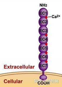 消化道肿瘤靶点新星：CDH17 - 知乎