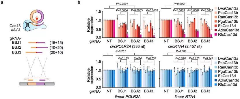 Nat Methods | 陈玲玲等人合作完成 利用CRISPR-Cas13对环形RNA功能的筛选和研究 - 知乎
