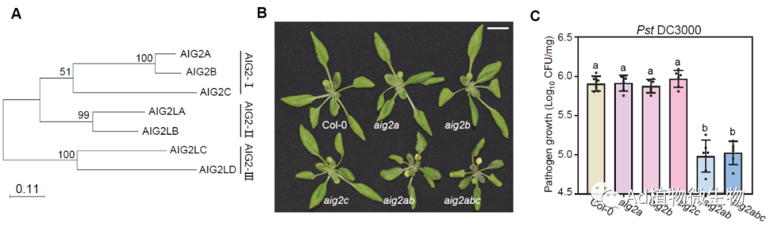 Plant Cell | 植物如何保持冷静并继续防御病原菌的入侵？华健团队揭示植物免疫平衡机制！ - 知乎