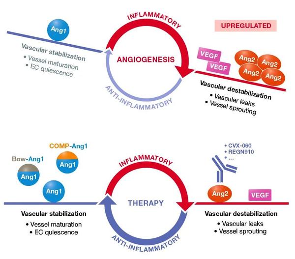 ANG-TIE2轴：肿瘤免疫治疗绕不开的靶点 - 知乎