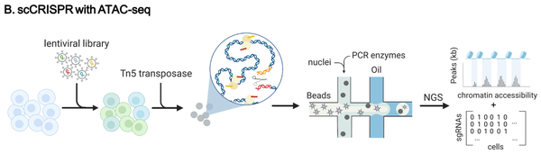 Adv Sci 综述｜范骁辉/王毅团队评述基于CRISPR和单细胞组学的大规模基因筛选技术及其应用 - 知乎