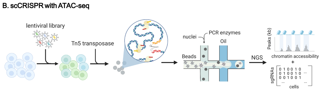 Adv Sci 综述｜范骁辉/王毅团队评述基于CRISPR和单细胞组学的大规模基因筛选技术及其应用 - 知乎