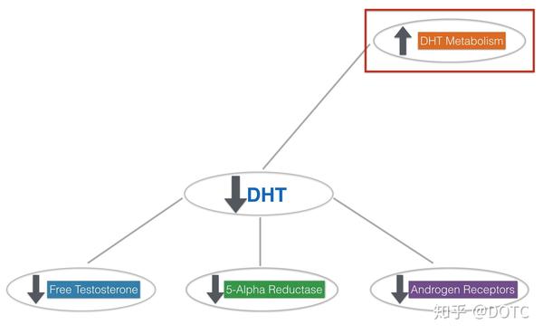对抗DHT第4部分：通过增加DHT代谢来攻击DHT（雄性脱发） - 知乎
