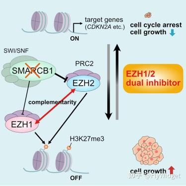 EZH1和EZH2双靶向治疗恶性横纹肌瘤 - 知乎