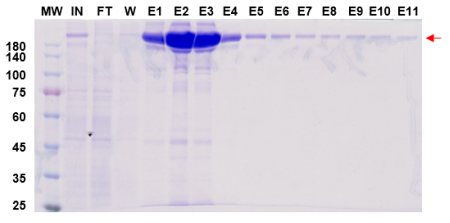 重组抗体高效表达秘籍 - 知乎