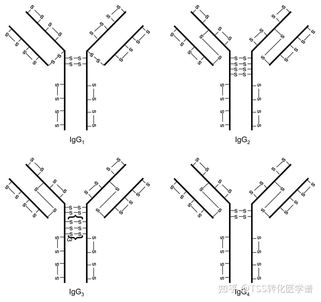 IgG分子的二硫键结构及其功能 - 知乎