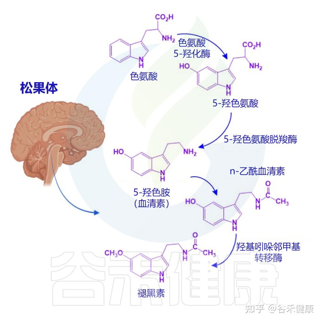 褪黑素的产生、功能、干预及其与肠道菌群的关系 - 知乎