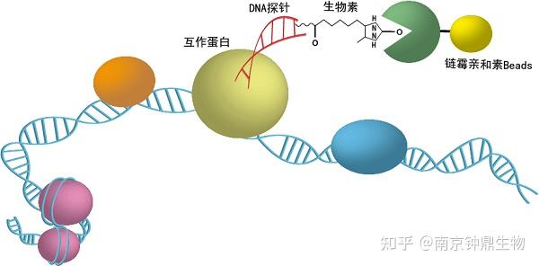 DNA Pull down实验常见问题 - 知乎
