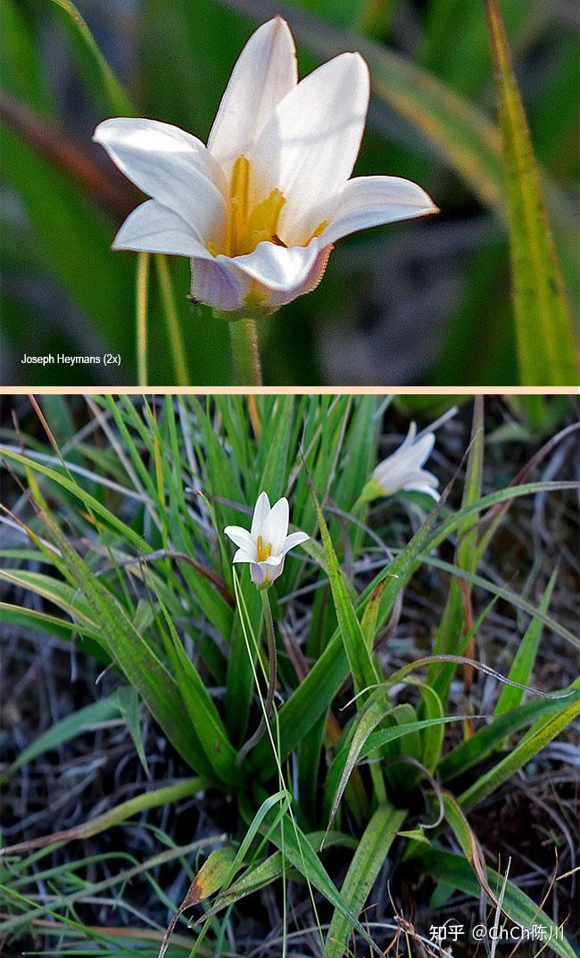 多肉植物全图鉴16：翡若翠科（Velloziaceae），黑炭木属（Xerophyta） - 知乎