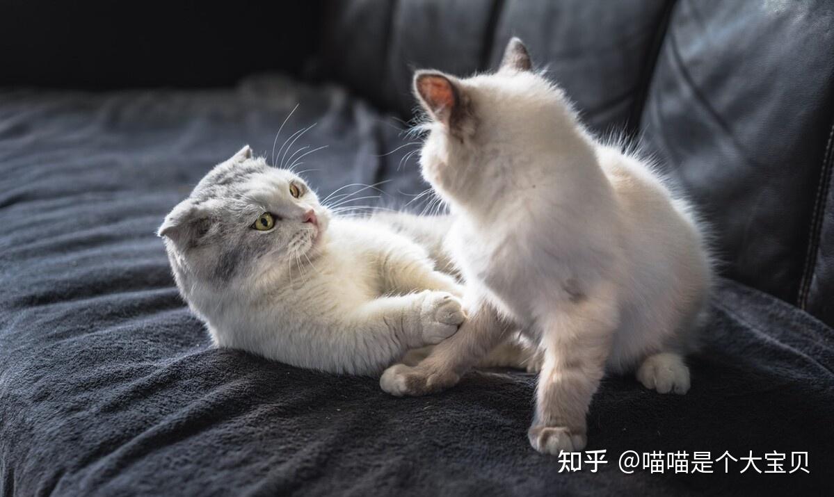 关于猫咪 发情期”的那些事,宠主有必要知道 知乎
