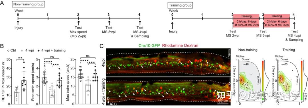 Cell Rep︱同济大学宋建人课题组揭示脊髓损伤后脊髓环路重建的新规律 - 知乎