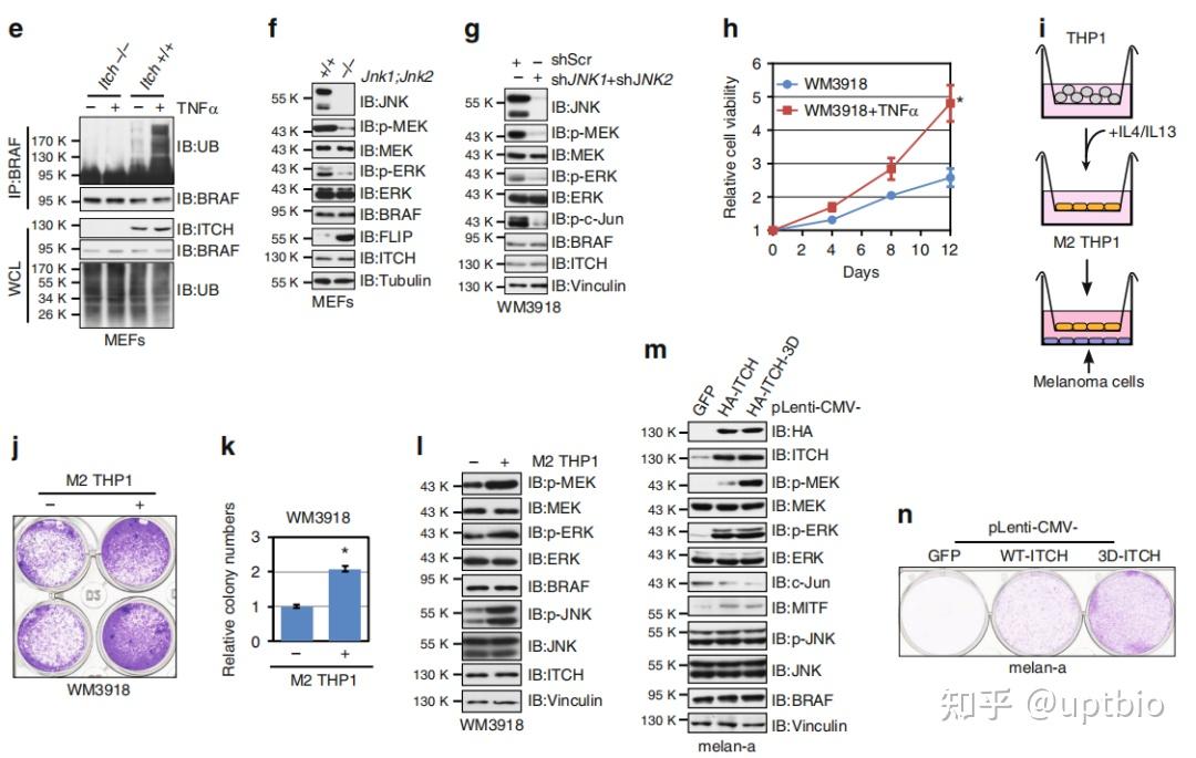 【精品解读】这是我见过的WB结果图最多的文章 - 知乎