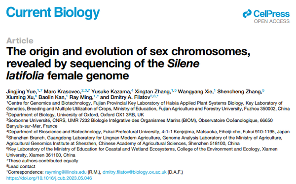 Current Biology | 福建农林大学基因组学研究中心明瑞光团队揭示白麦瓶草性染色体的起源与演化 - 知乎
