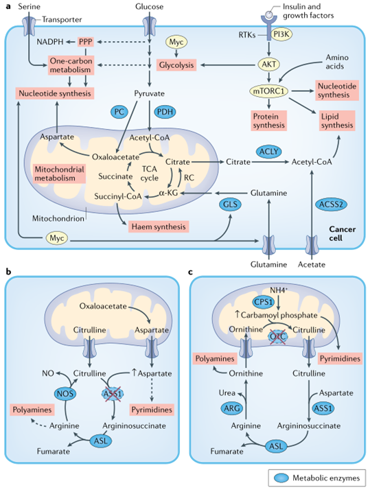 文献分享丨Nat Rev Cancer肿瘤代谢：展望未来 - 知乎