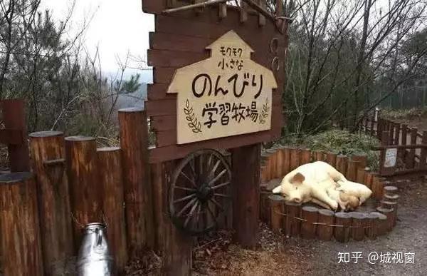 “第六产业化”乡村振兴新动力，日本Mokumoku农场绝地重生 - 知乎