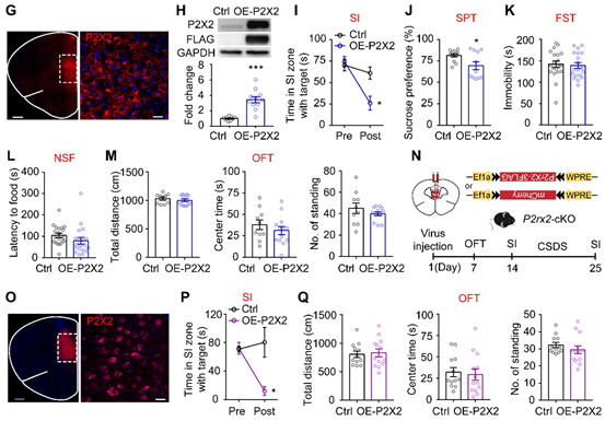 IF=11.60【客户文章】Theranostics：南医大曹雄课题组揭示抑郁症治疗的潜在靶点 - 知乎