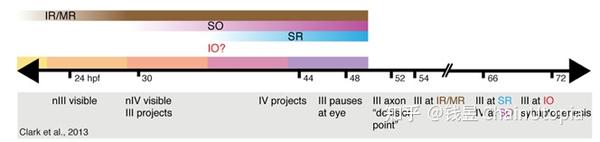 眼球运动的机制——动眼神经核详解 - 知乎