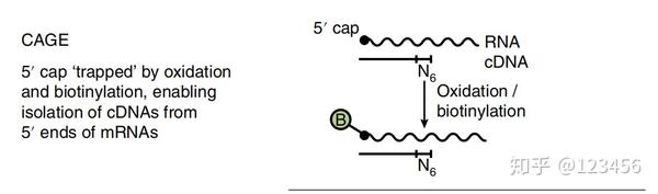 [测序原理] CAGE-seq，加帽端mRNA测序，鉴定转录起始位点（TSS） - 知乎