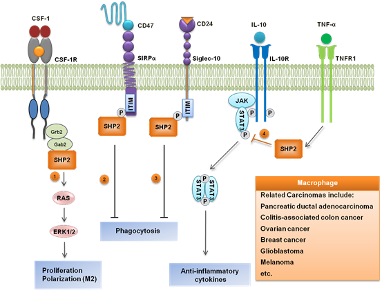 “单药不理想，联用来救场？”阿斯利康与Revolution共同开发KRAS/SHP2联合疗法 - 知乎