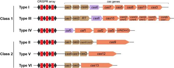 CRISPR | CRISPR-Cas系统基因编辑技术在微生物工程中的应用 - 知乎