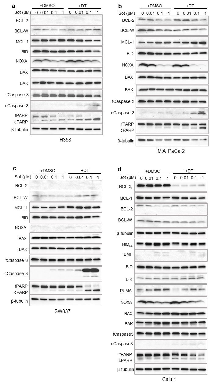 BCL-XL PROTAC降解物DT2216在KRASG12C突变的癌症临床前模型中与sotorasib协同作用 - 知乎