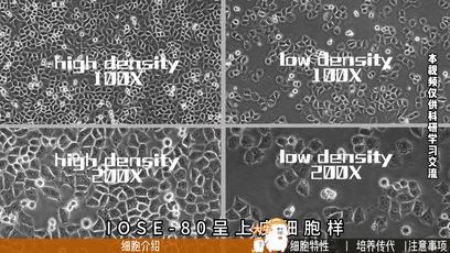 IOSE-80细胞培养，人正常卵巢上皮细胞培养攻略 - 丰晖生物 - 知乎