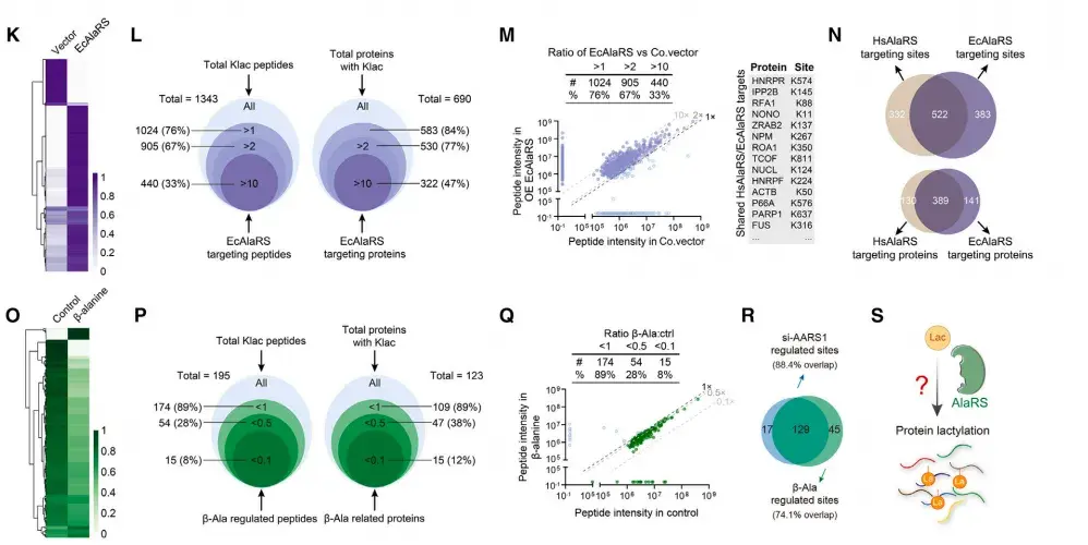 Cell | 苏州大学周芳芳：AARS1介导p53乳酸化促进肿瘤发生新机制 - 知乎