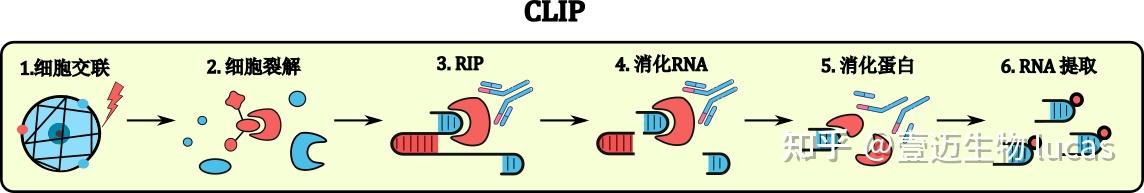 CLIP Seq Kit 产品性能报告 (IEMed-K320) - 知乎
