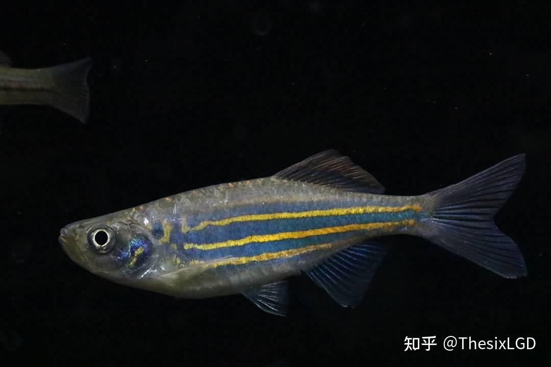 大【鱼丹】属Devario，不一样的大斑马鱼 - 知乎