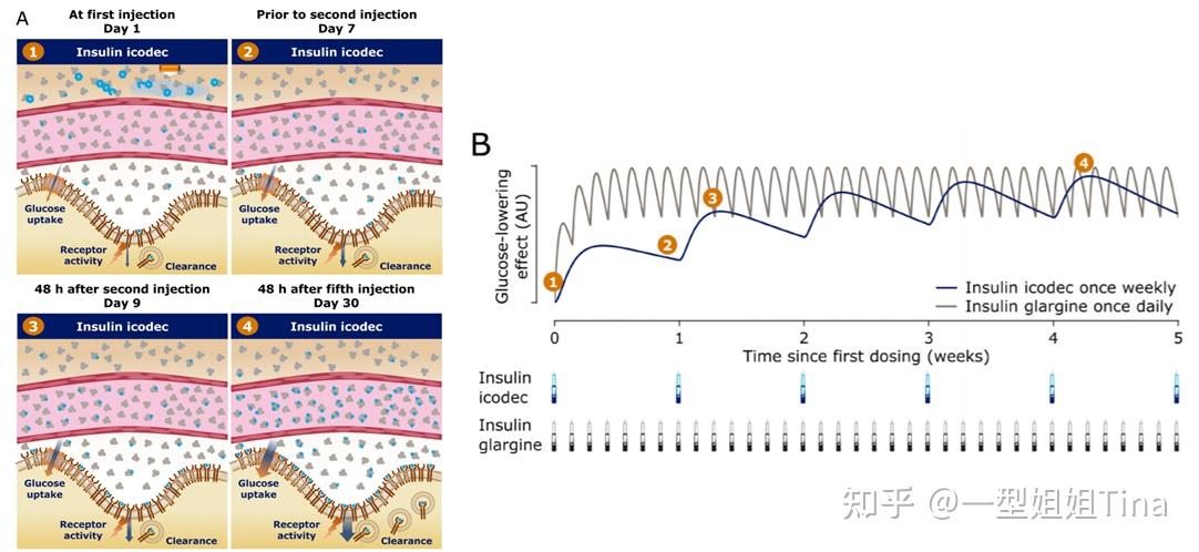 一周注射一次很方便！超长效胰岛素icodec我们还需要等多久？ - 知乎