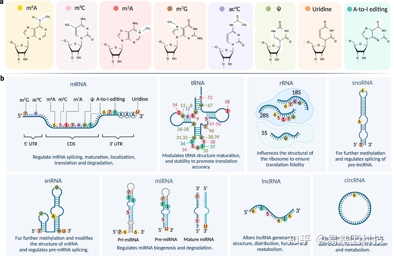 易基因：m6A/m5C/m1A/m7G/ac4C/Ψ等8种RNA修饰的生物学功能和潜在机制 - 深圳市易基因科技 - 博客园