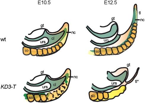 人的 TBXT 基因可能确实是 hypomorphic: 一些证据 - 知乎